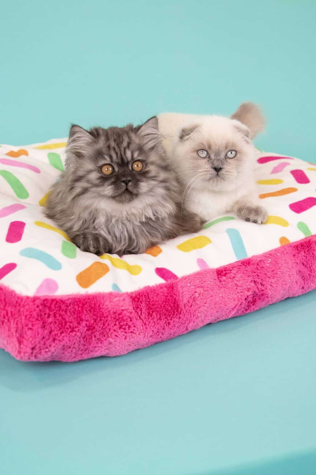 Free Dog Bed Sewing Pattern - Sweet Red Poppy