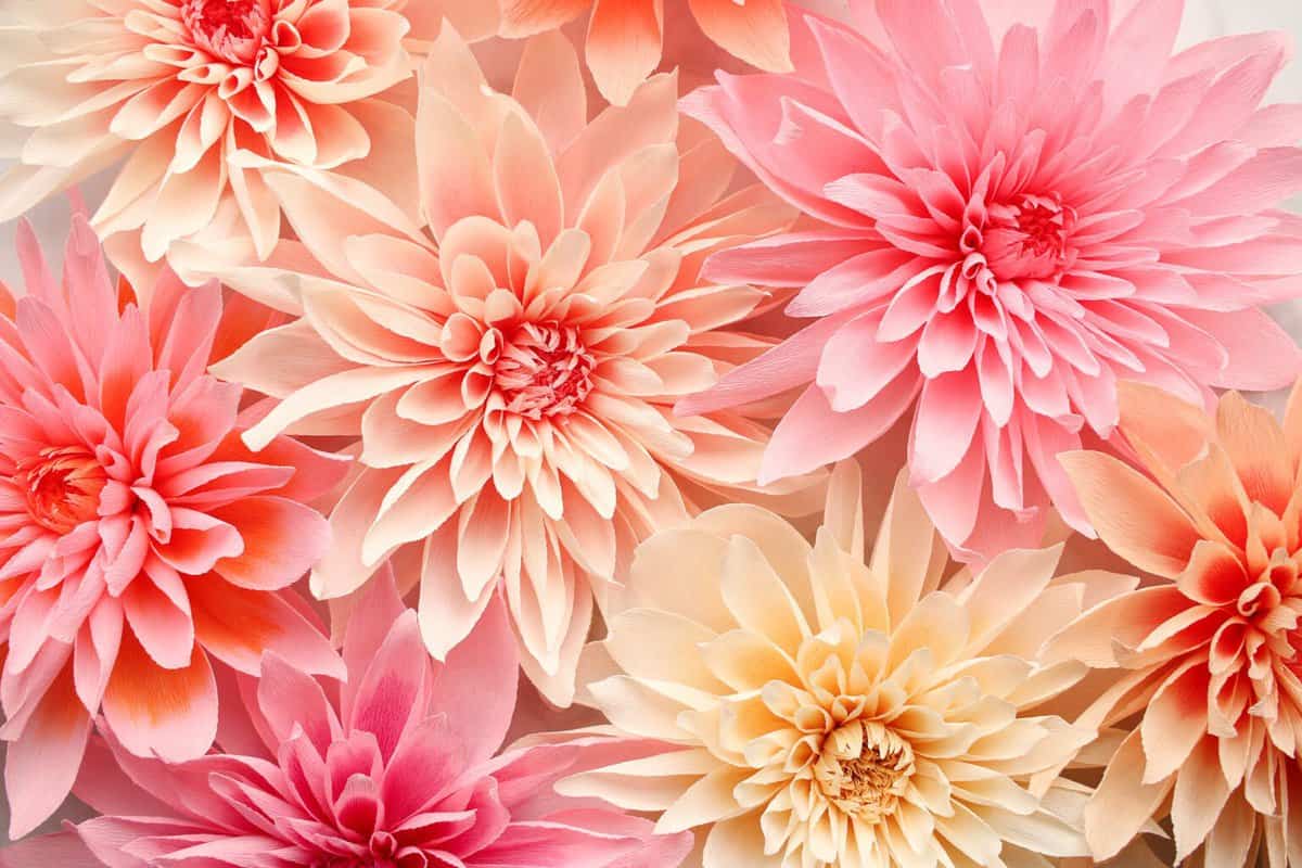 Oversized Crepe Paper Dahlia - Sweet Red Poppy