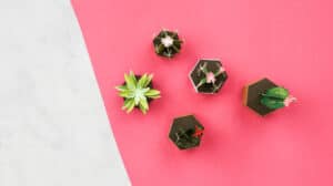 3D Potted Paper Cactus Free Templates and Tutorial - Sweet Red Poppy