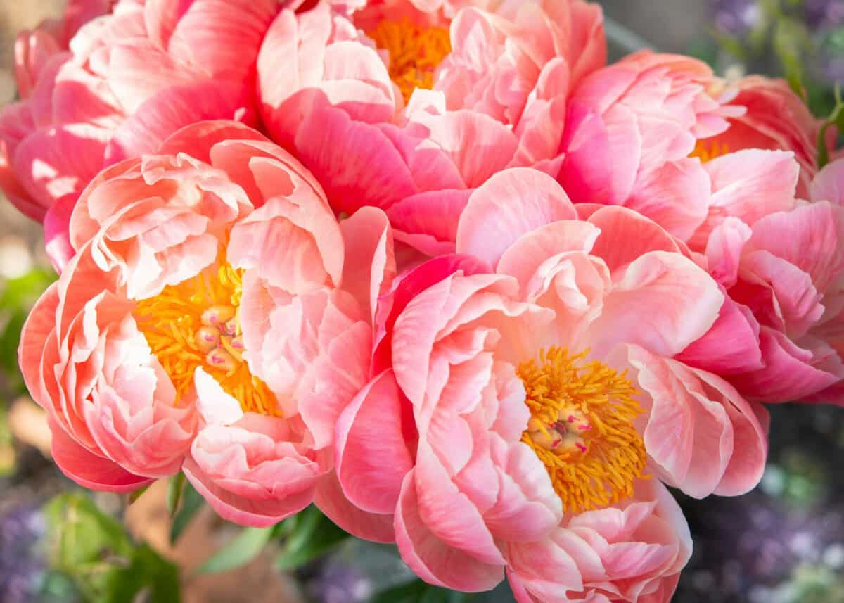 How to Make a Large Crepe Paper Peony - Sweet Red Poppy