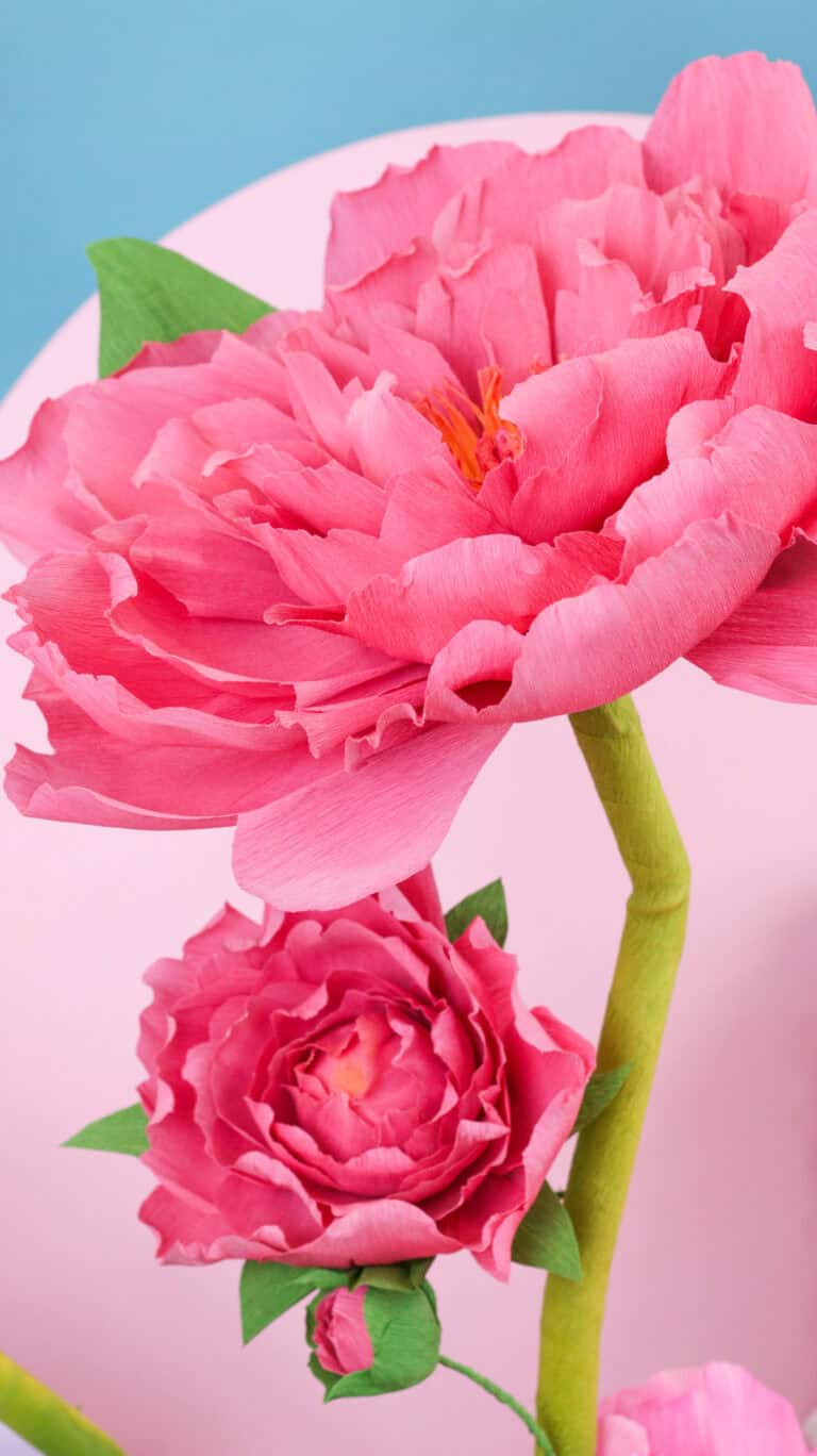How to Make a Large Crepe Paper Peony - Sweet Red Poppy
